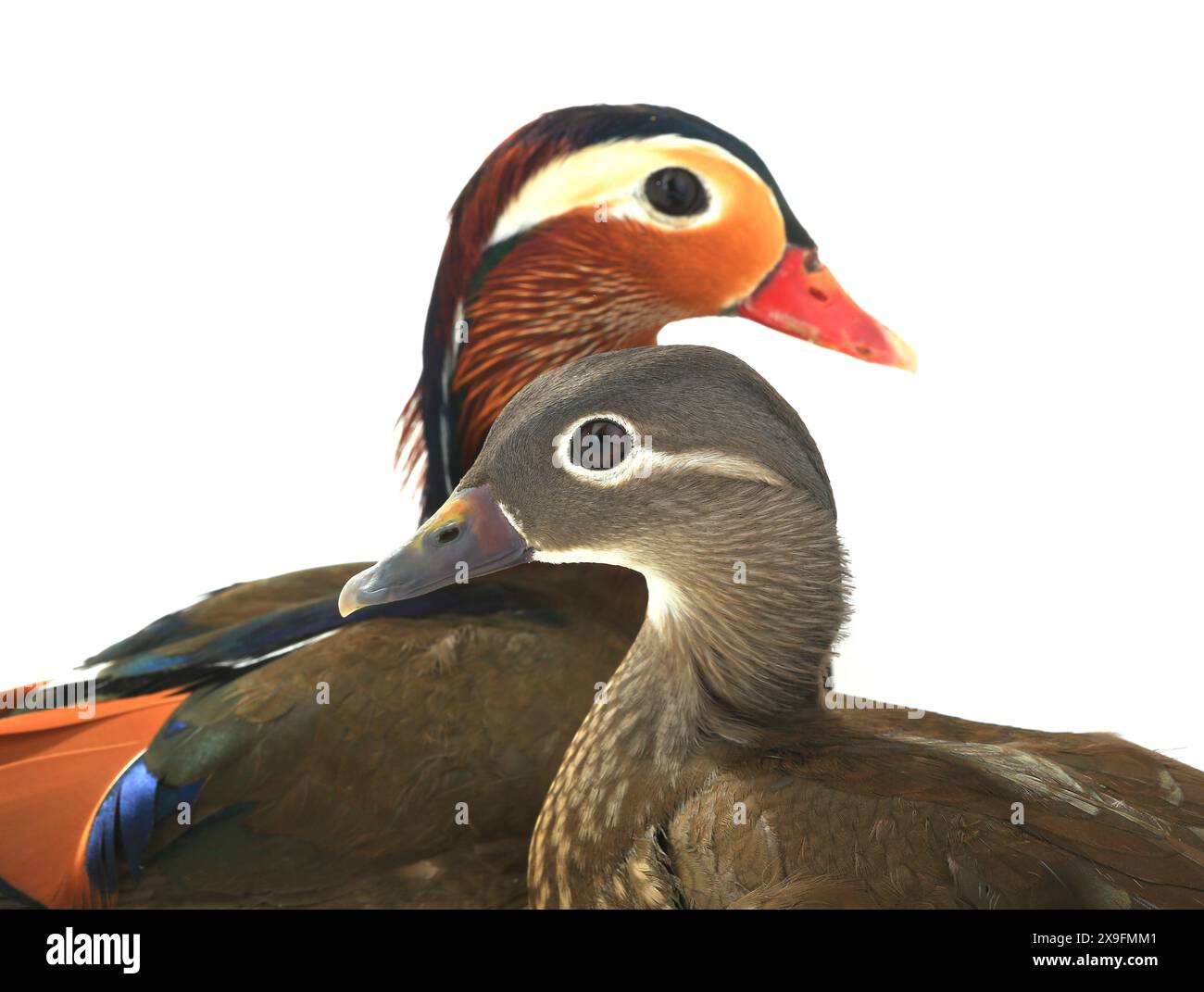 portrait mandarin duck isolated on white background Stock Photo - Alamy