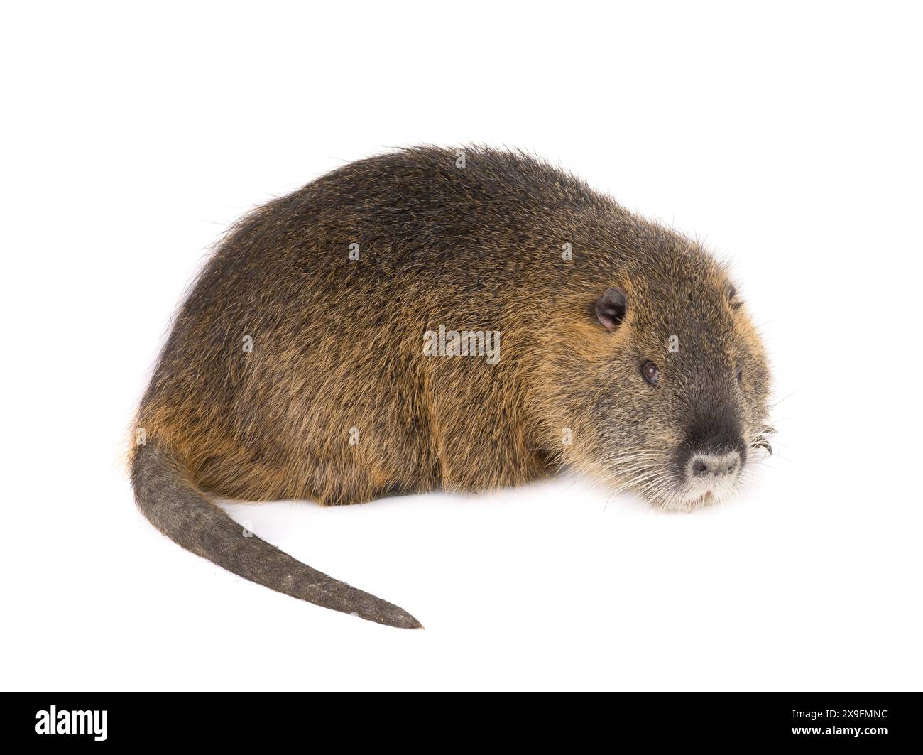 Coypu (Myocastor coypus) aka river rat or nutria mammal animal isolated ...