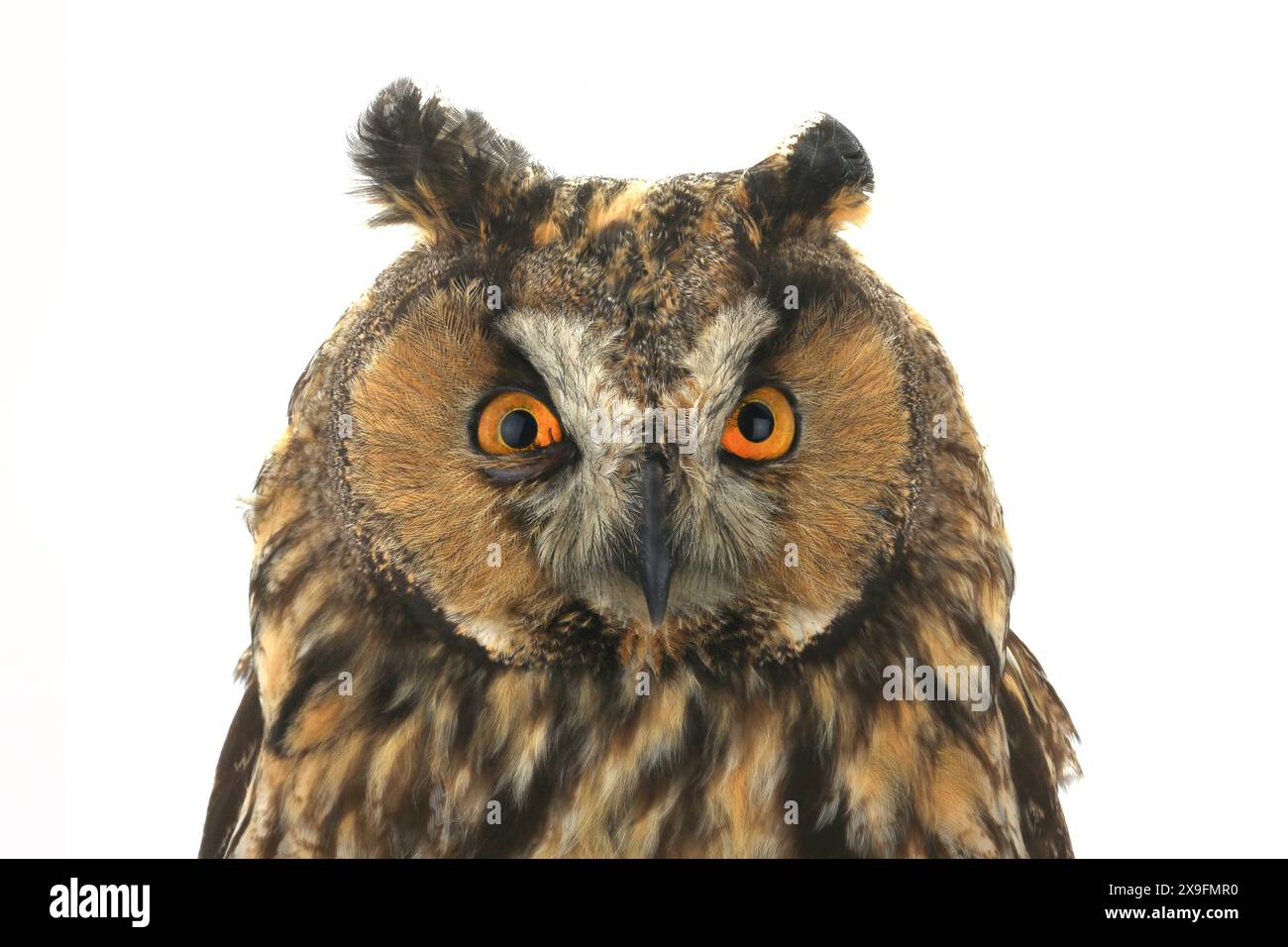 portrait owl on a white background Stock Photo - Alamy