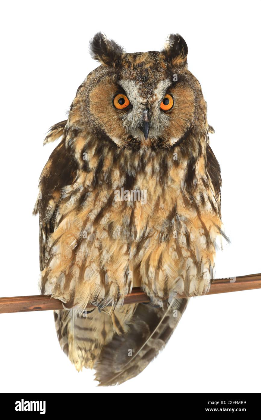 owl with on a white background Stock Photo - Alamy