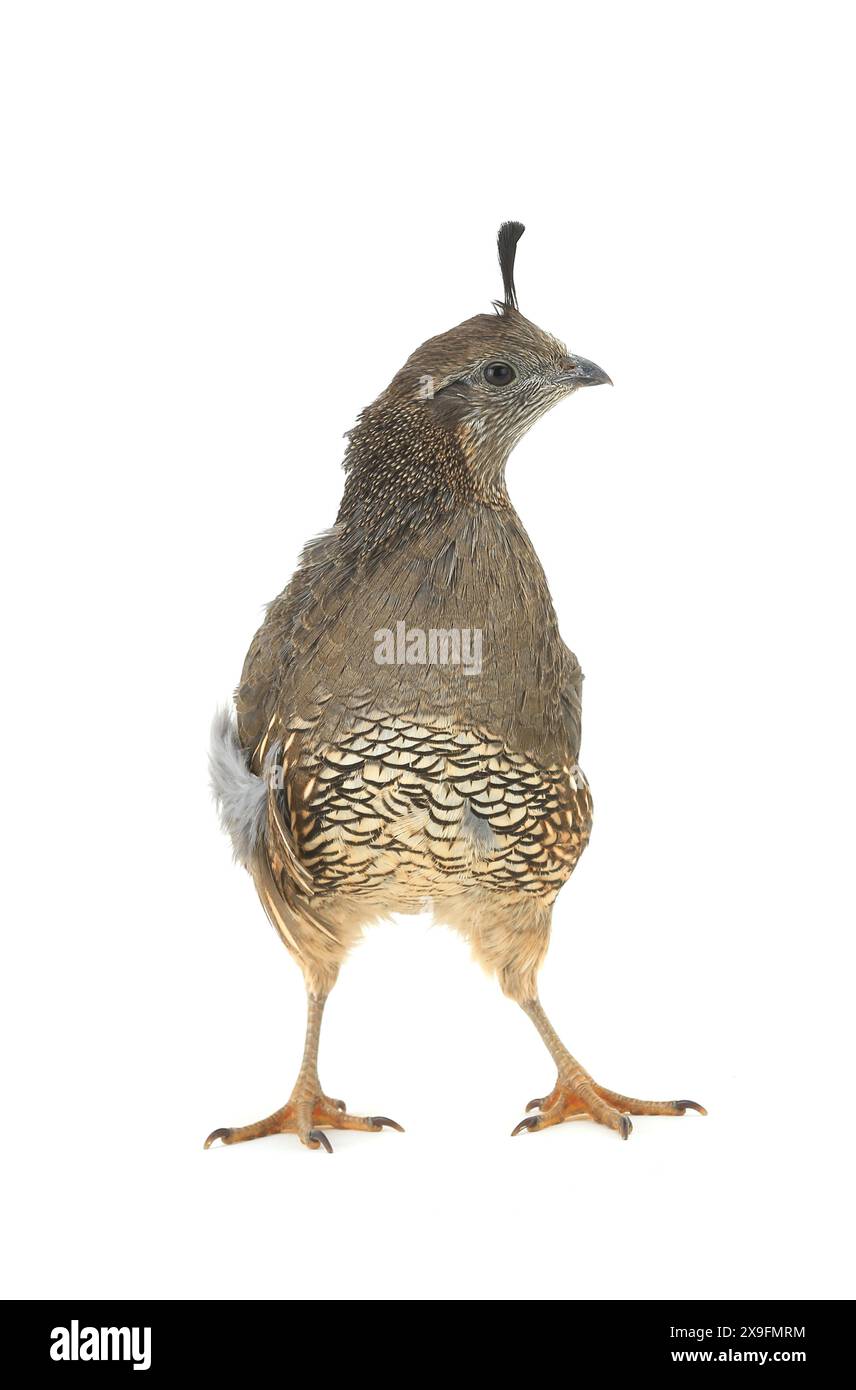 Female California Quail isolated on a white background Stock Photo - Alamy