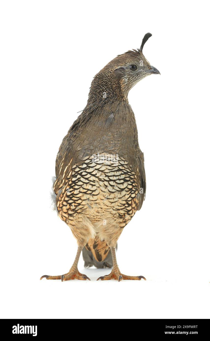 Female California Quail isolated on a white background Stock Photo - Alamy