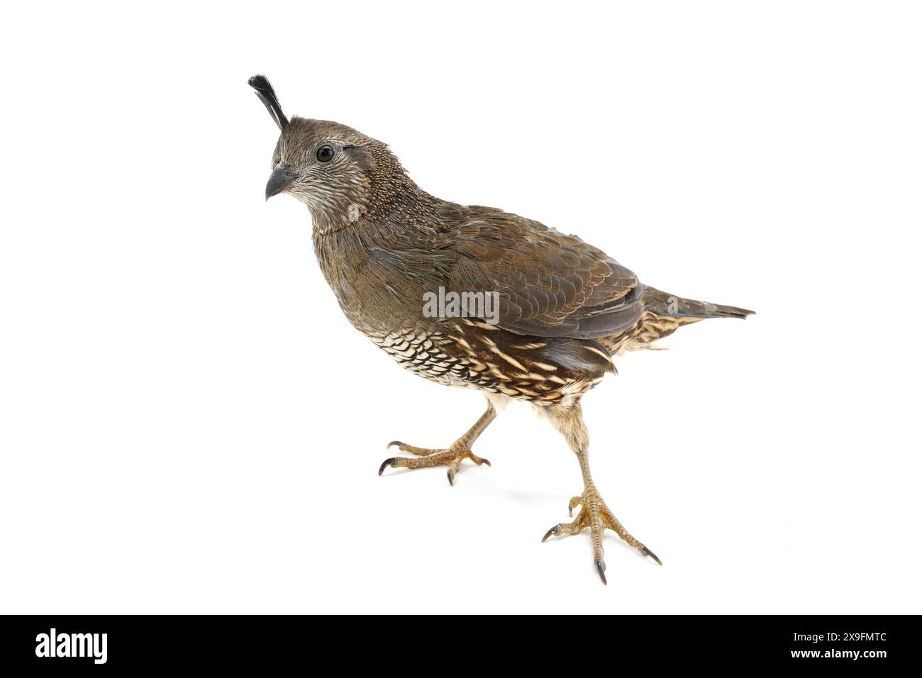 Female California Quail isolated on a white background Stock Photo - Alamy