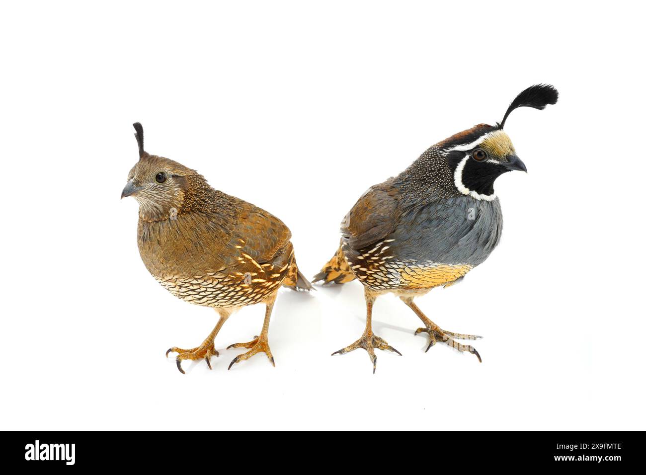 two California Quail isolated on a white background Stock Photo - Alamy