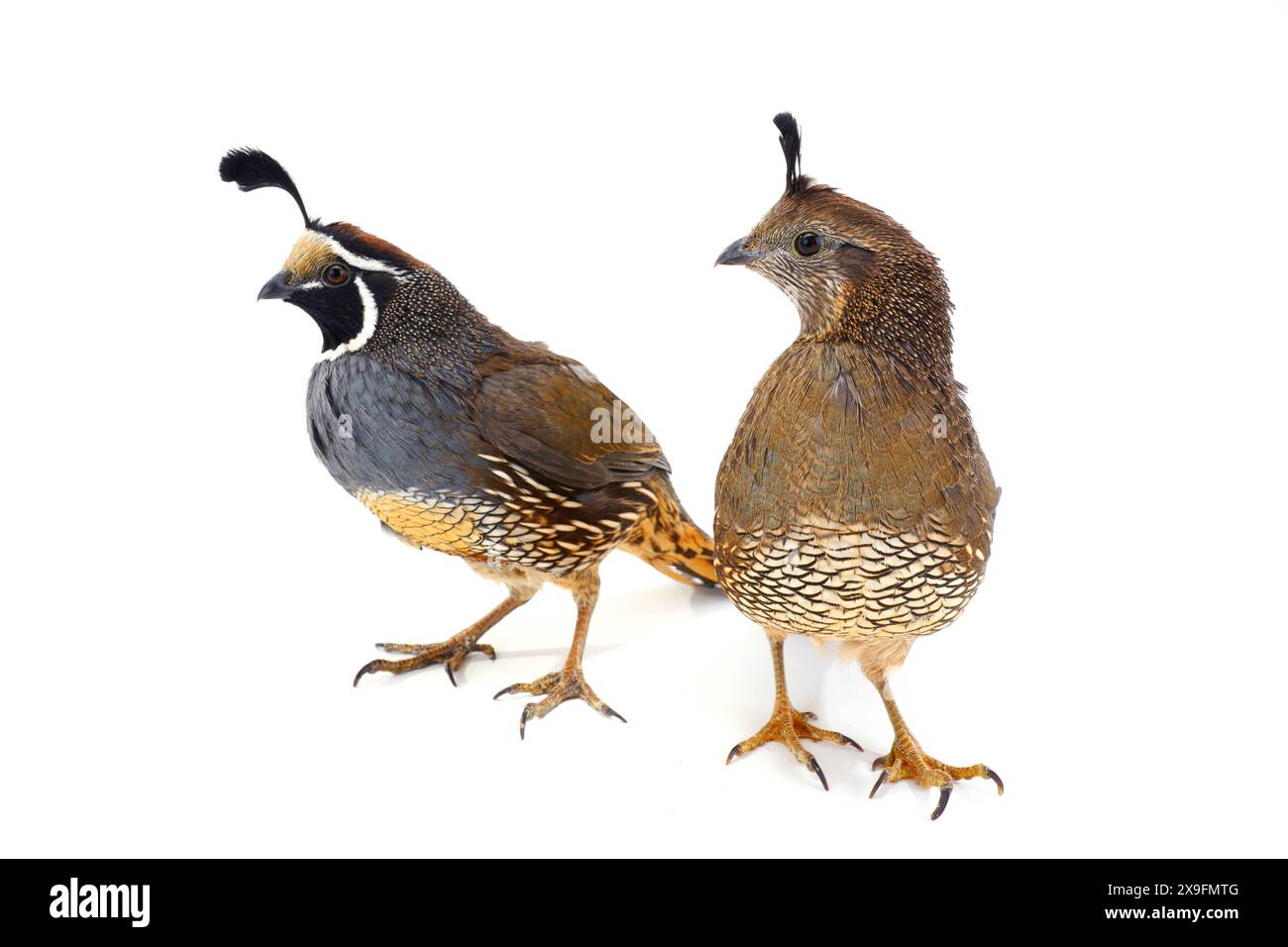 two California Quail isolated on a white background Stock Photo - Alamy