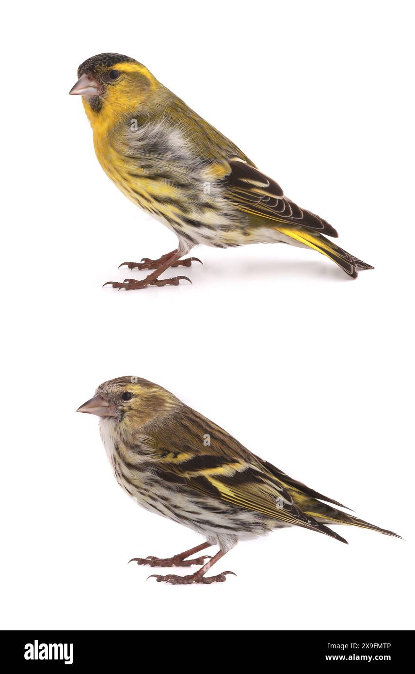 Male female siskin isolated on hi-res stock photography and images - Alamy