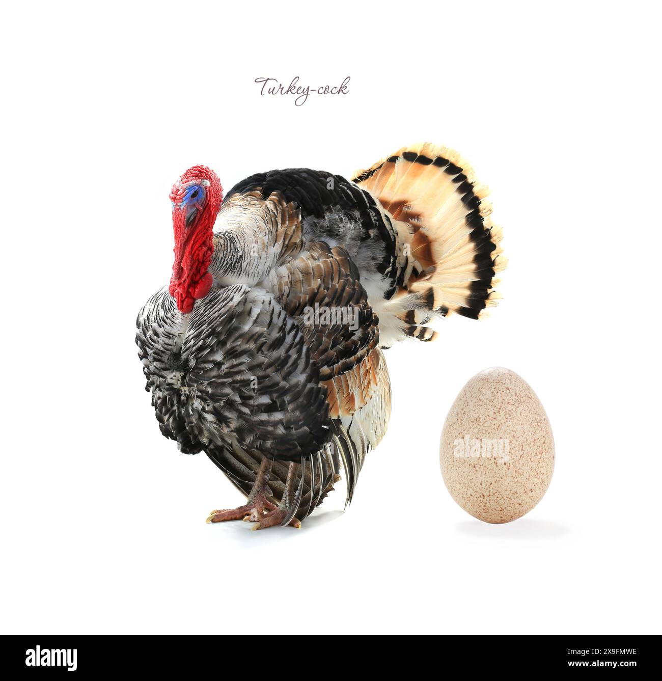 turkey and egg isolated on a white background Stock Photo - Alamy
