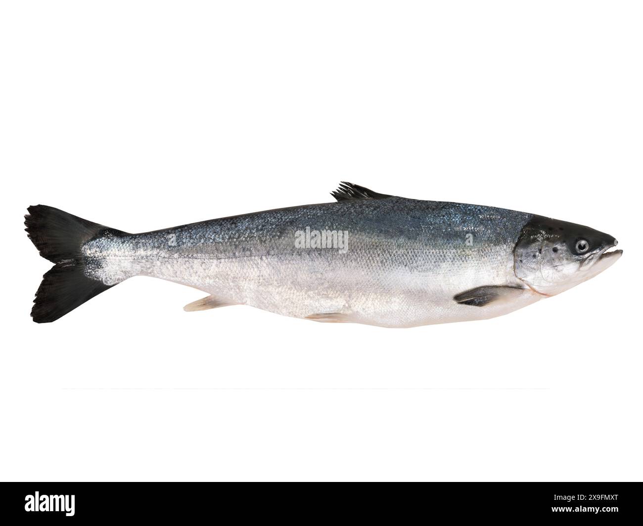 salmon isolated on a white background Stock Photo - Alamy