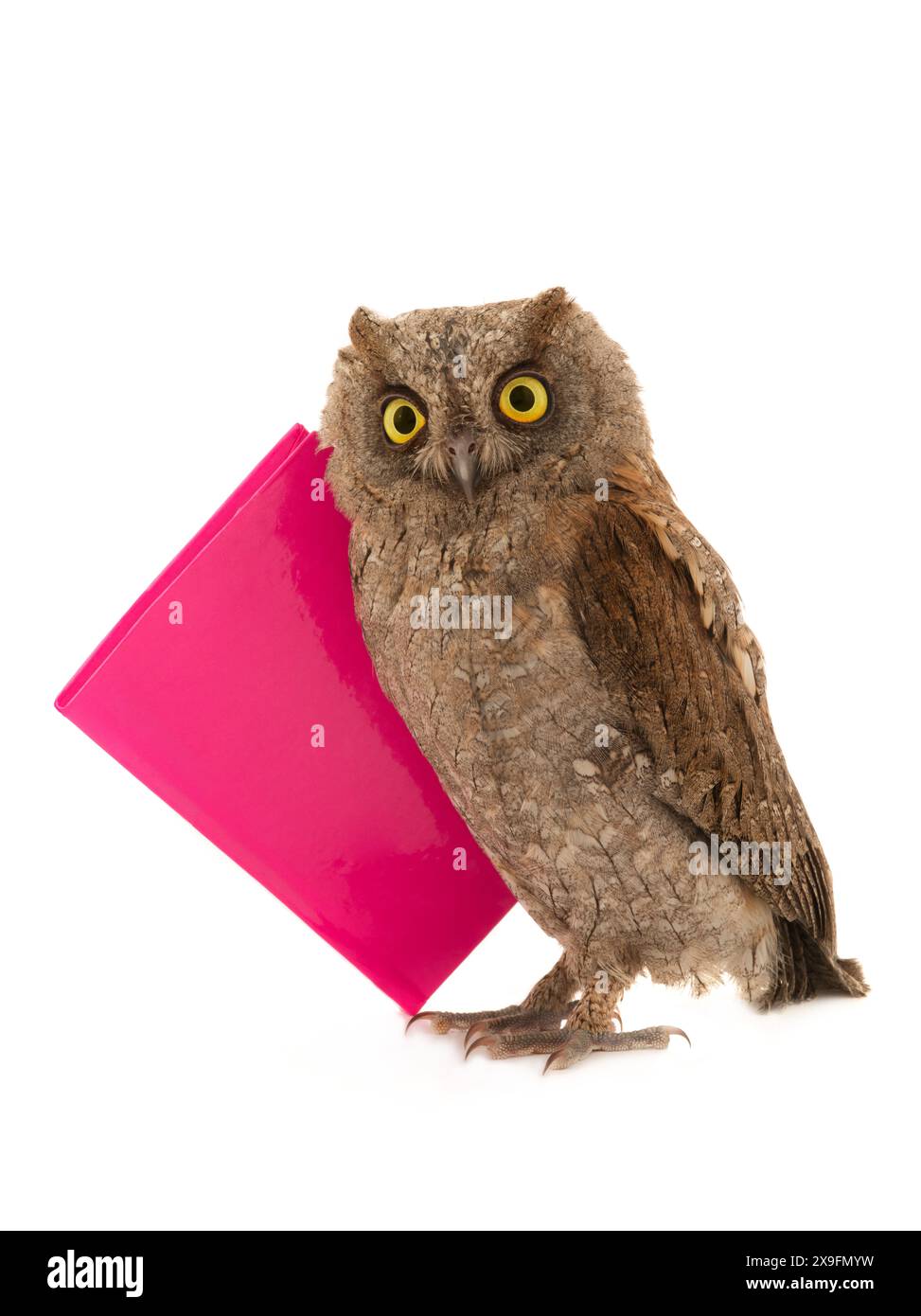 Wise owl with book isolated on a white background Stock Photo - Alamy