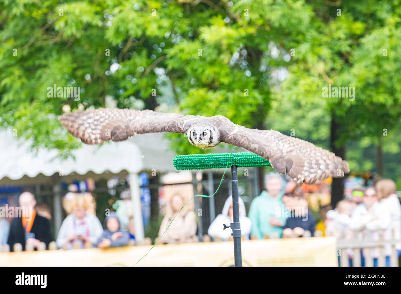 Peregrine swoop uk hi-res stock photography and images - Alamy