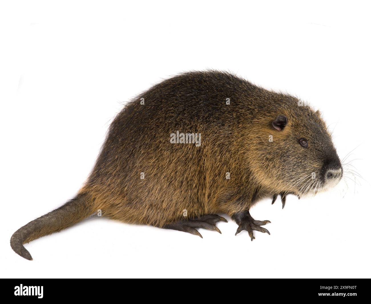Coypu (Myocastor coypus) aka river rat or nutria mammal animal isolated ...