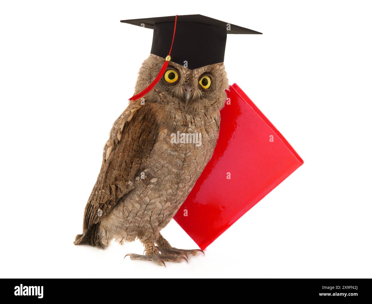 owl in academic cap and red book on a white background Stock Photo - Alamy