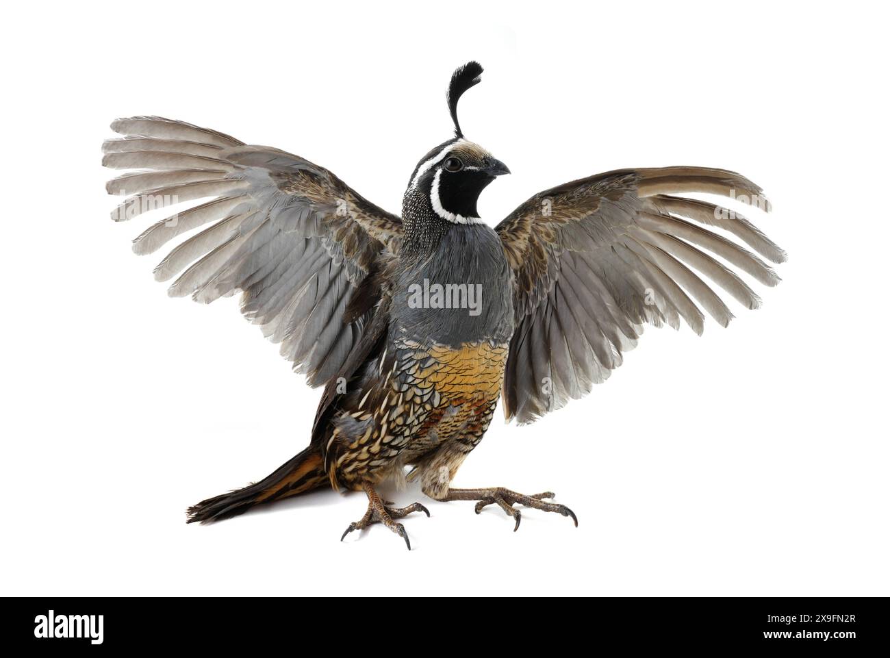 male Californian Quail with wings isolated on a white background Stock ...