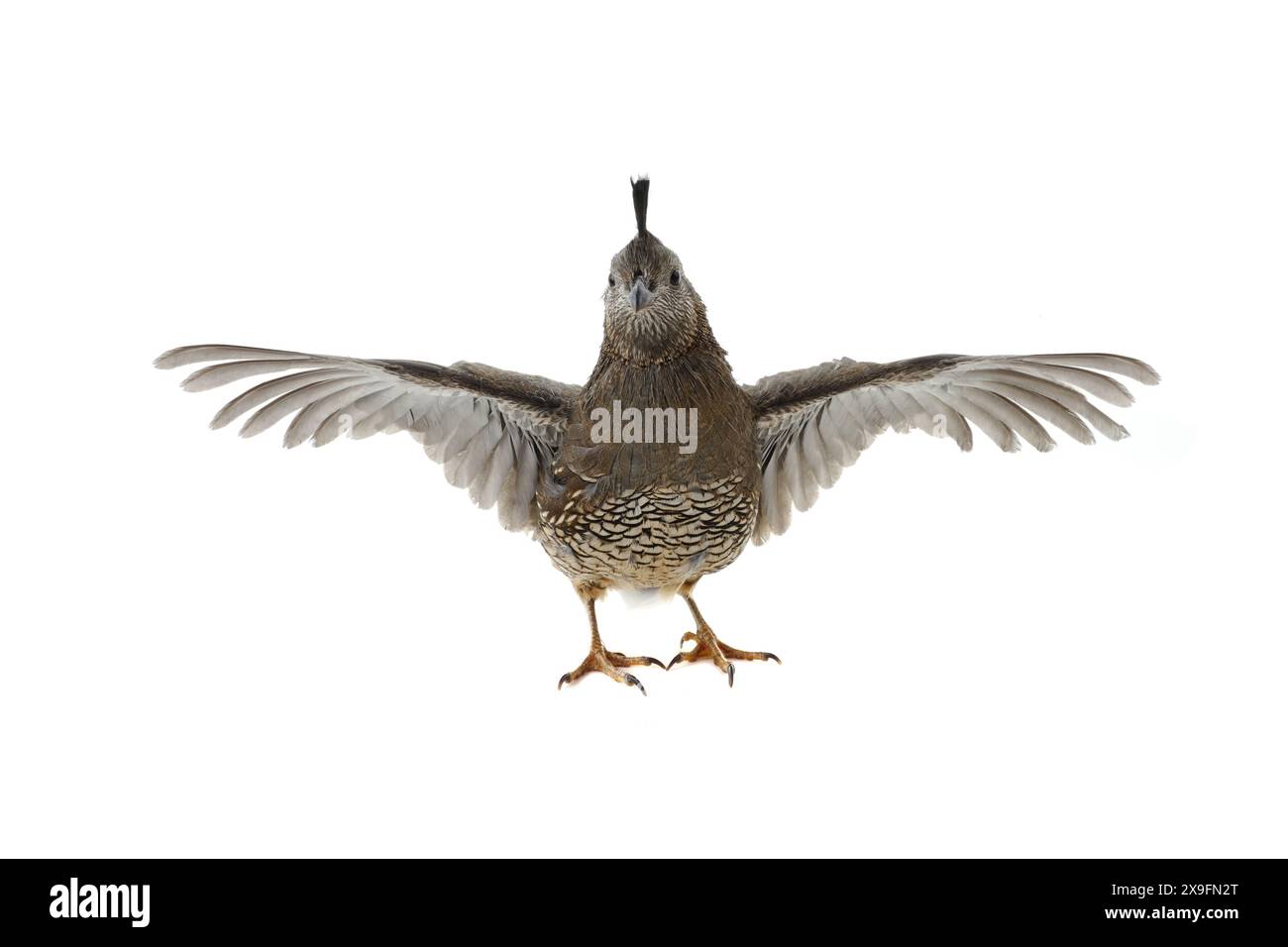 Female Californian Quail with wings isolated on a white background ...