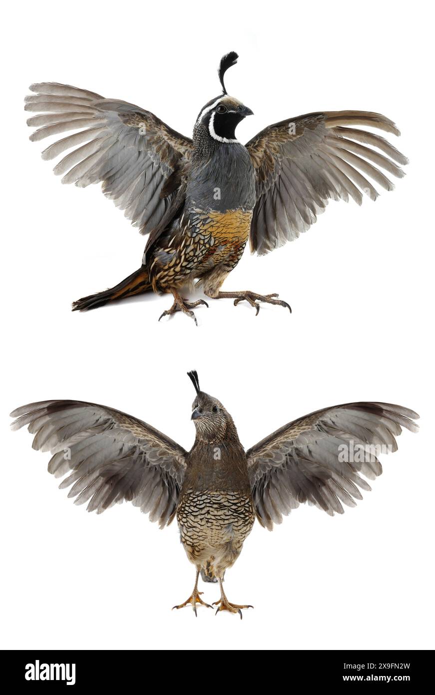 Californian Quail with wings isolated on a white background Stock Photo ...