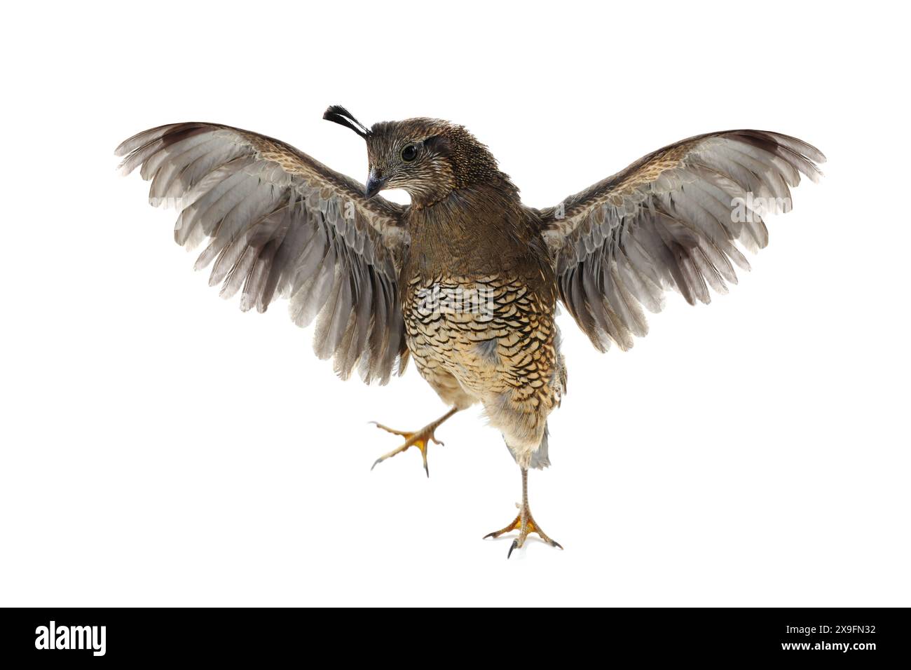 Female Californian Quail with wings isolated on a white background ...