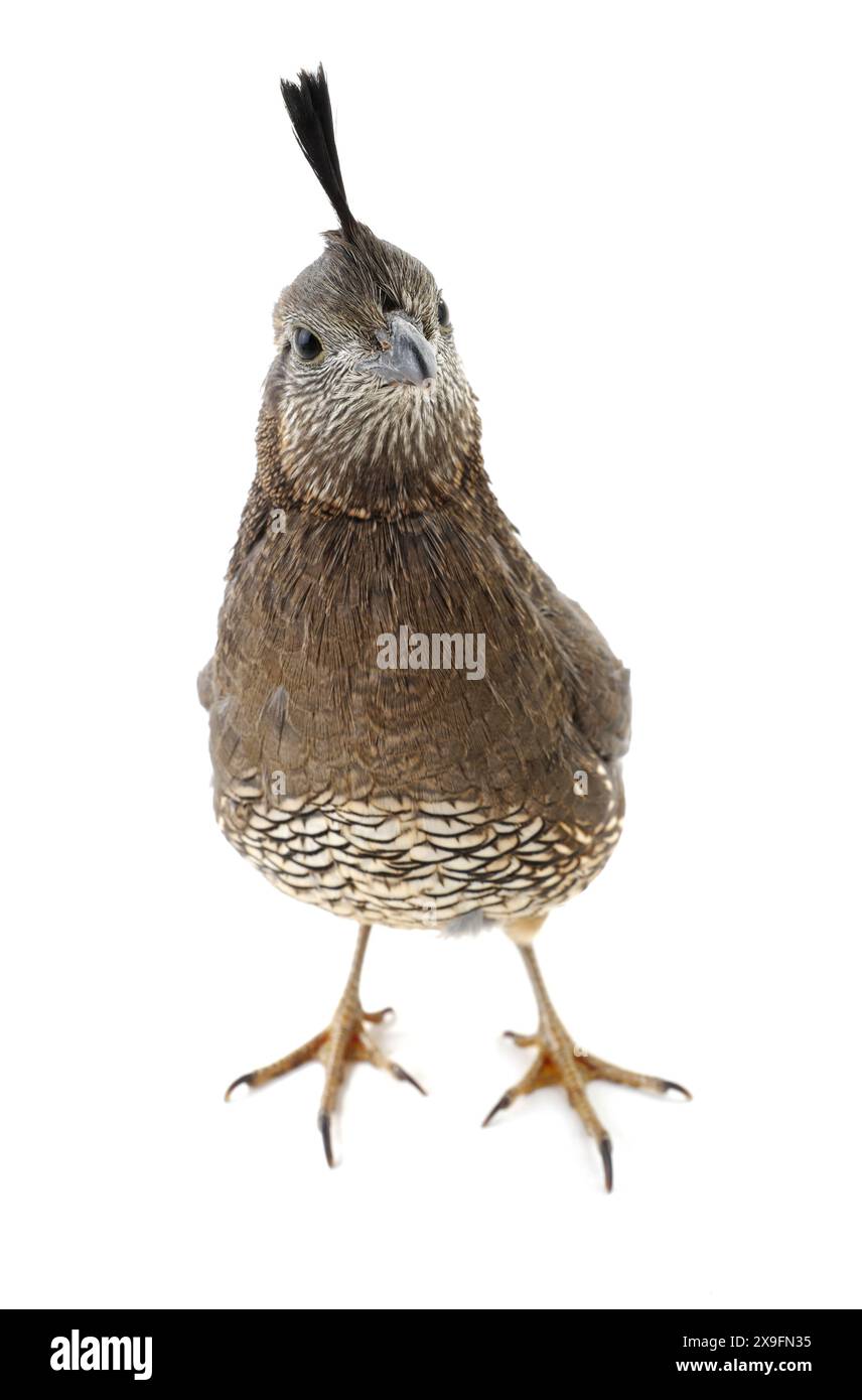 Female California Quail isolated on a white background Stock Photo - Alamy
