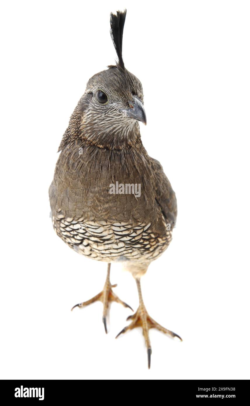Female California Quail isolated on a white background Stock Photo - Alamy