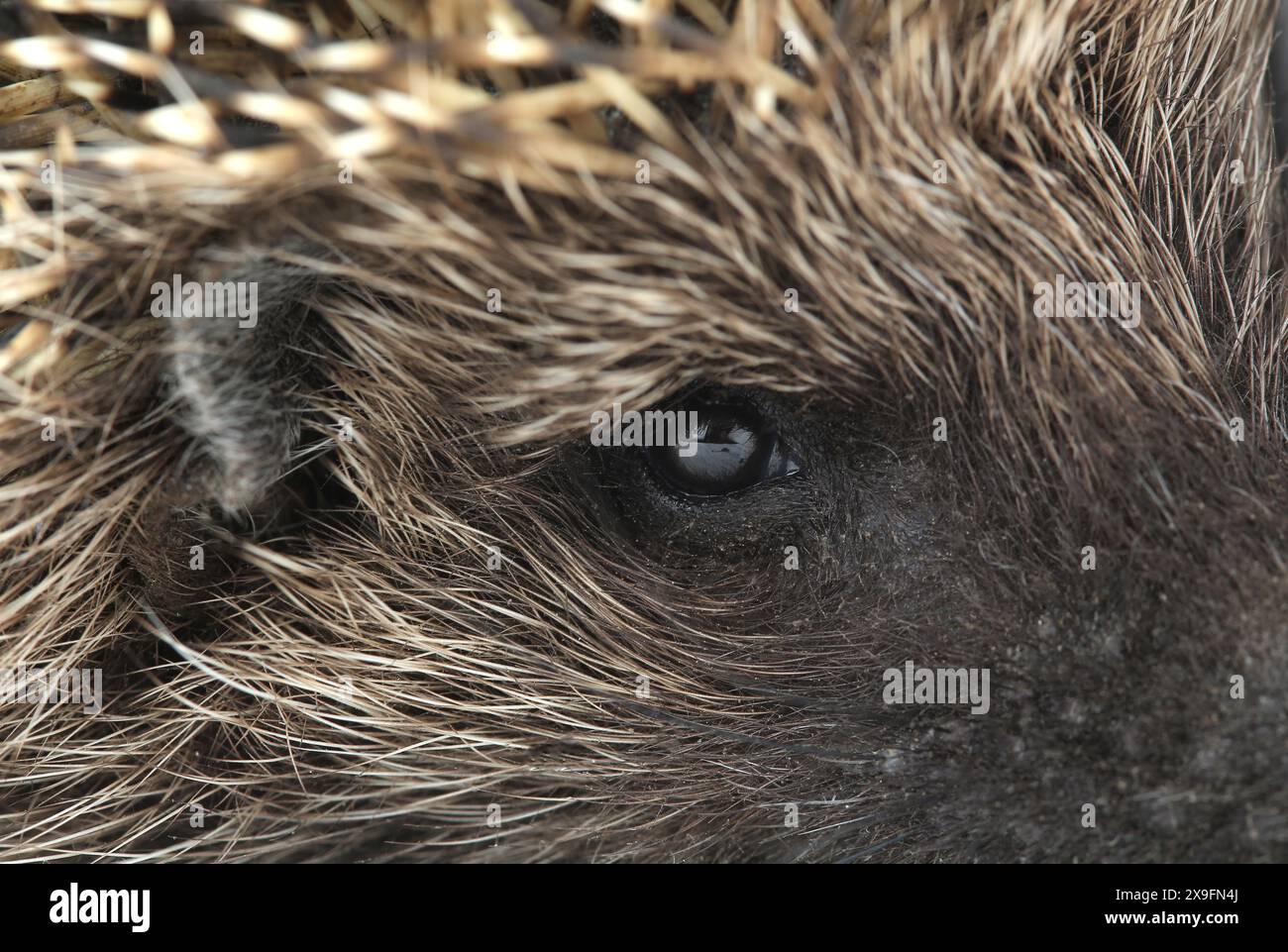 eye and muzzle hedgehog largely Stock Photo - Alamy