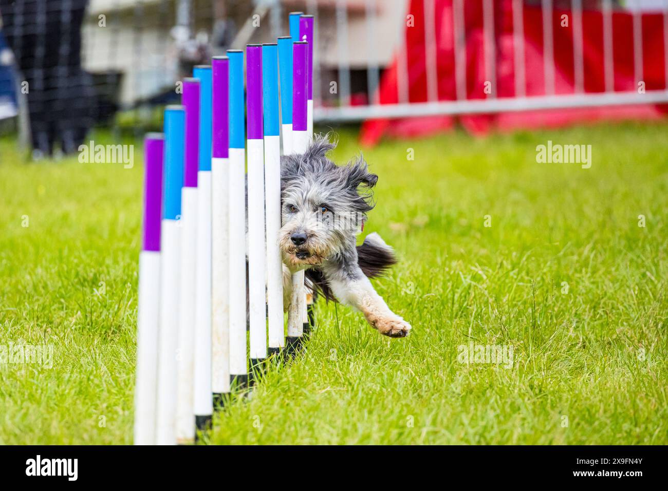SHEPTON MALLET, SOMERSET, UK, 31st May, 2024, Dog competing in the Dog ...