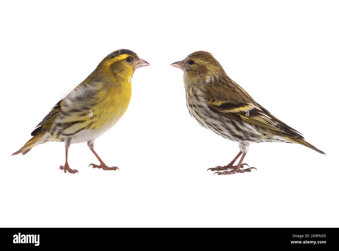 Male female siskin isolated on hi-res stock photography and images - Alamy