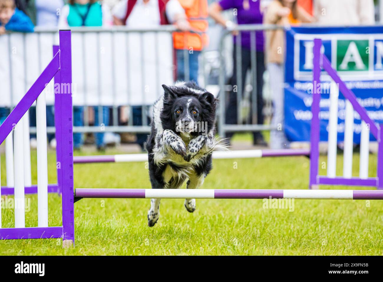 SHEPTON MALLET, SOMERSET, UK, 31st May, 2024, Dog competing in the Dog ...
