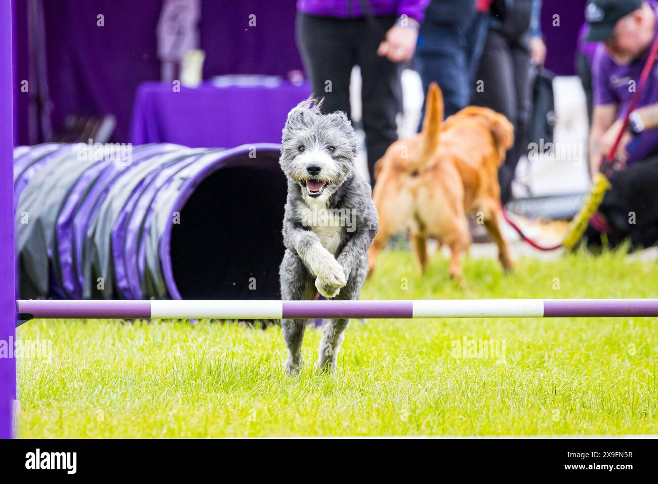 Pawsability hi-res stock photography and images - Alamy
