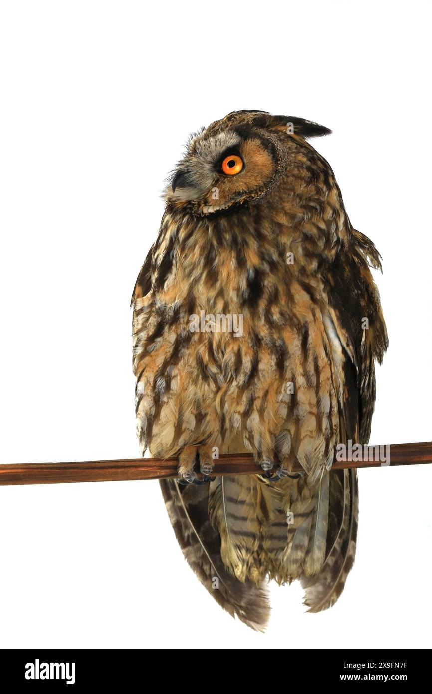 owl with on a white background Stock Photo - Alamy