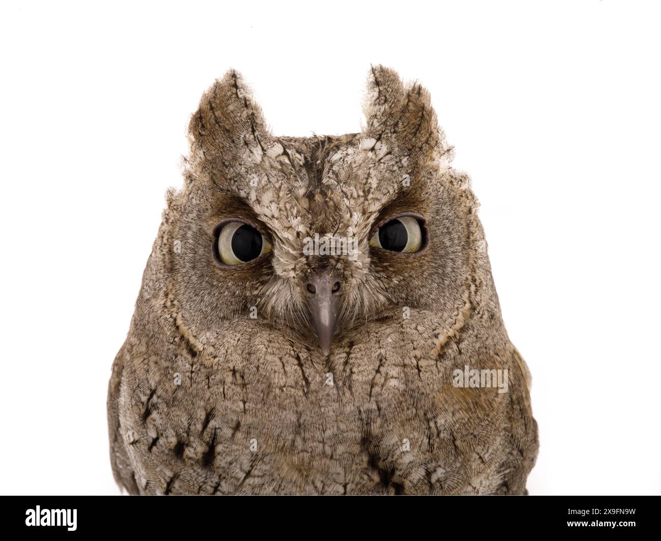 portrait European scops owl on white background Stock Photo - Alamy