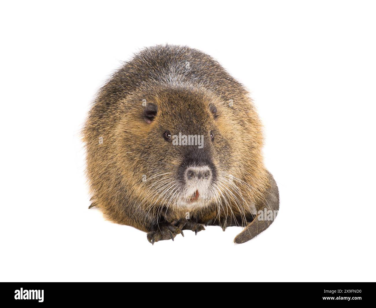 Coypu (Myocastor coypus) aka river rat or nutria mammal animal isolated ...