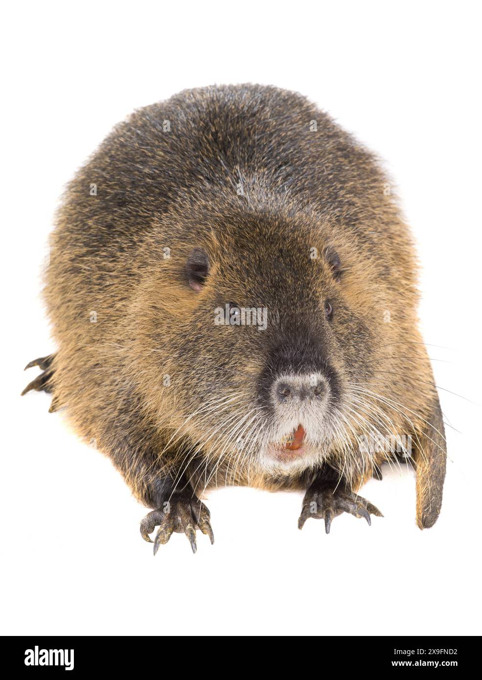 Coypu (Myocastor coypus) aka river rat or nutria mammal animal isolated ...