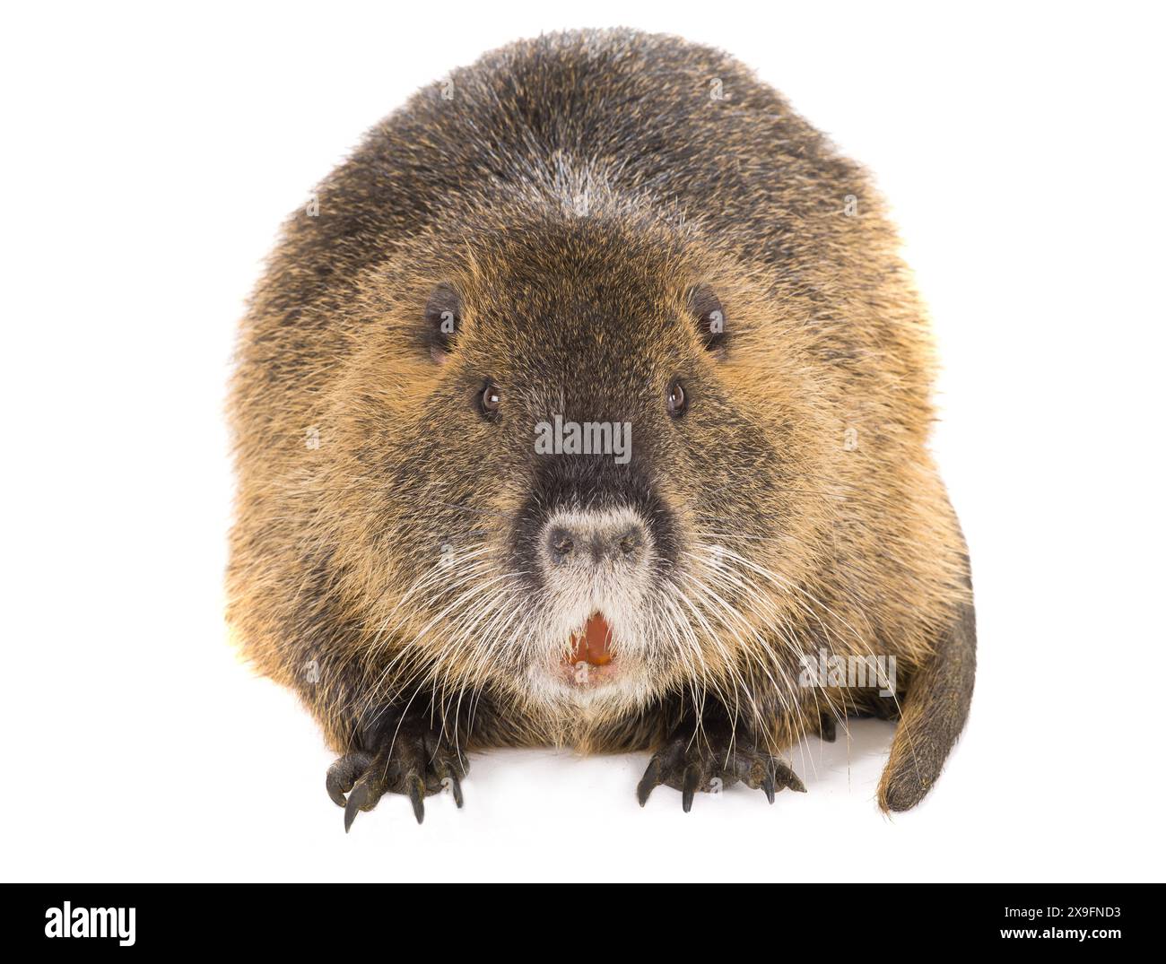 Coypu (Myocastor coypus) aka river rat or nutria mammal animal isolated ...