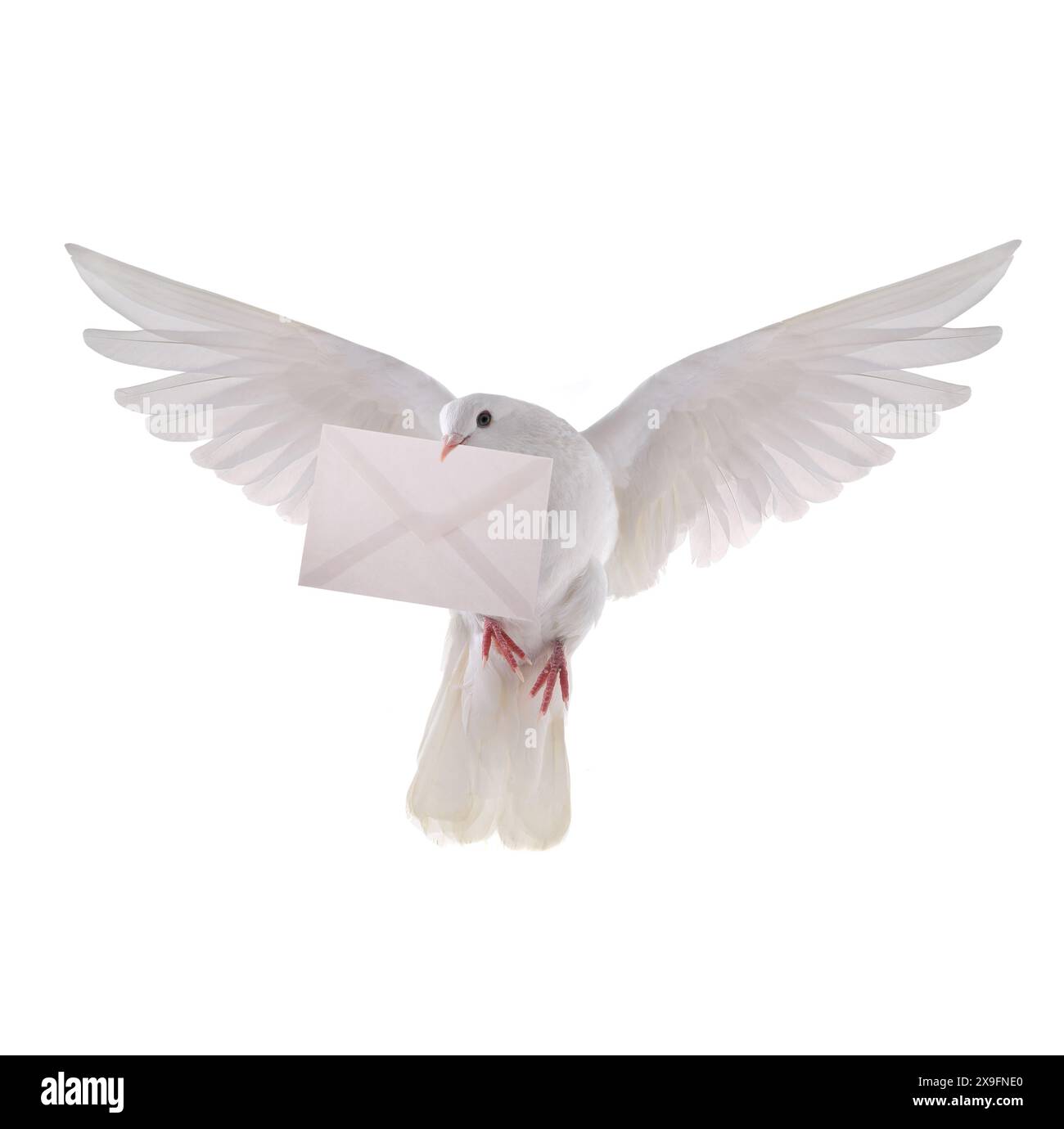 free flying white pigeon with the letter isolated on a white background ...