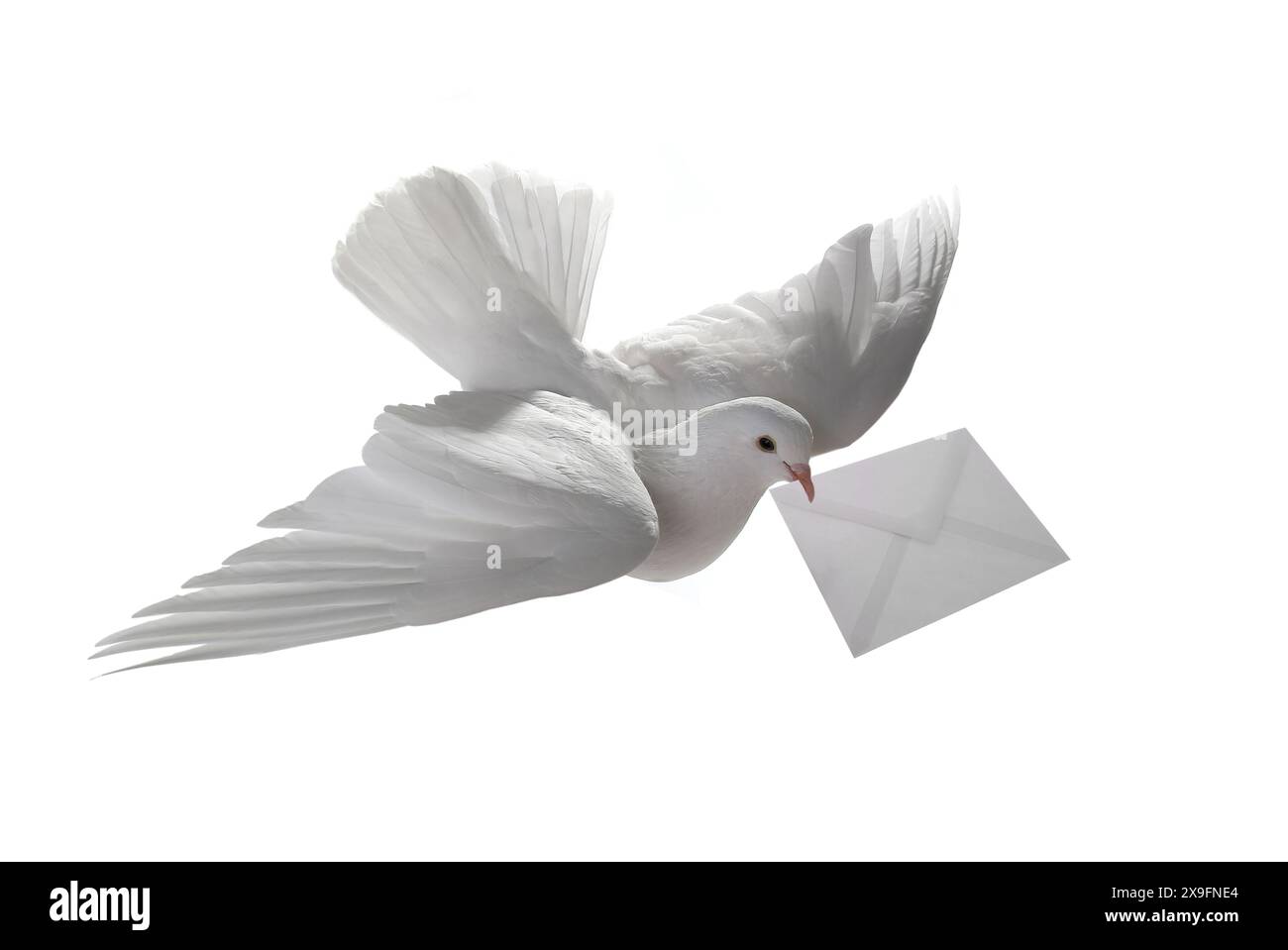 free flying white pigeon with the letter isolated on a white background ...