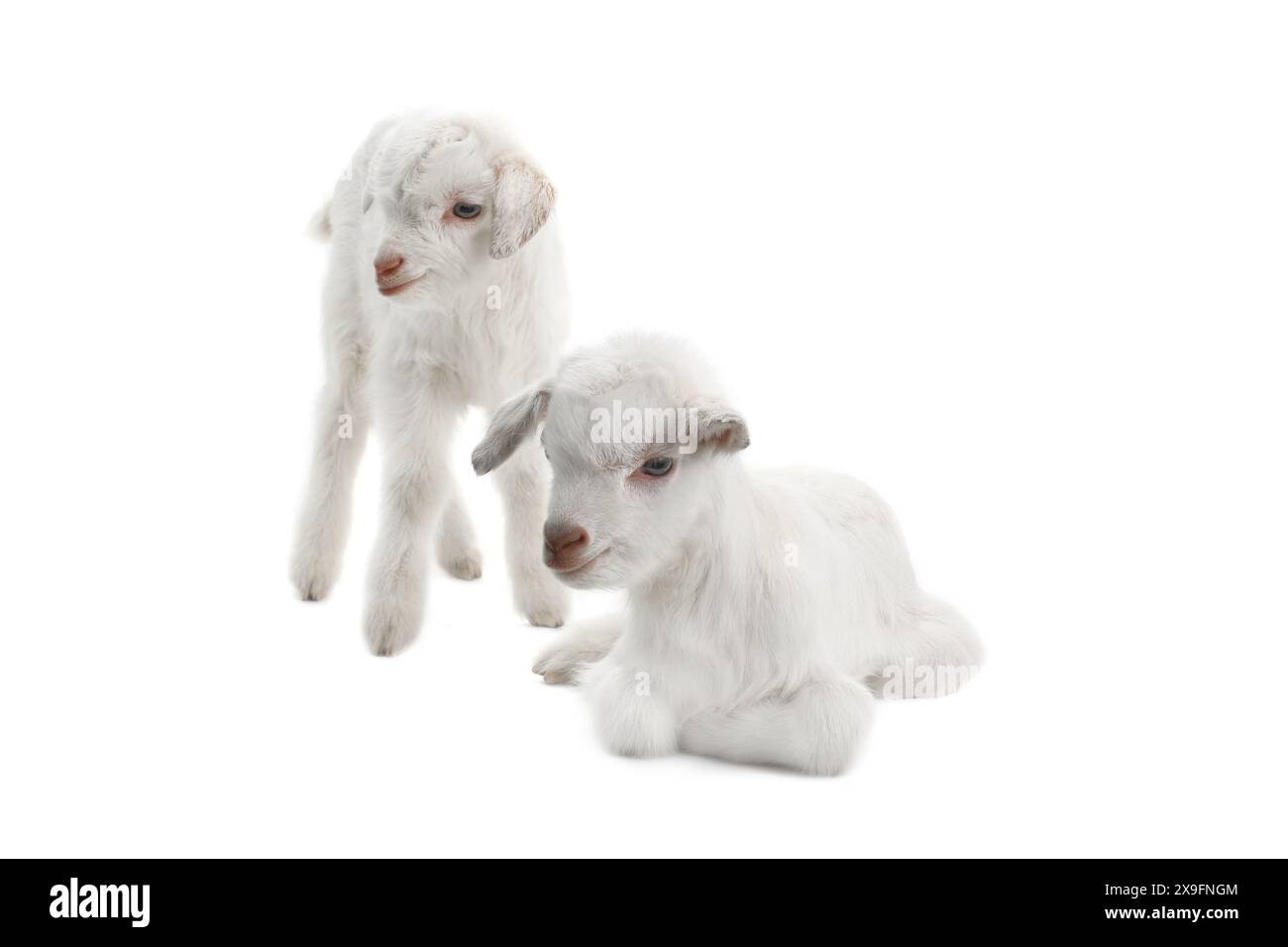 Two goat Cut Out Stock Images & Pictures - Alamy