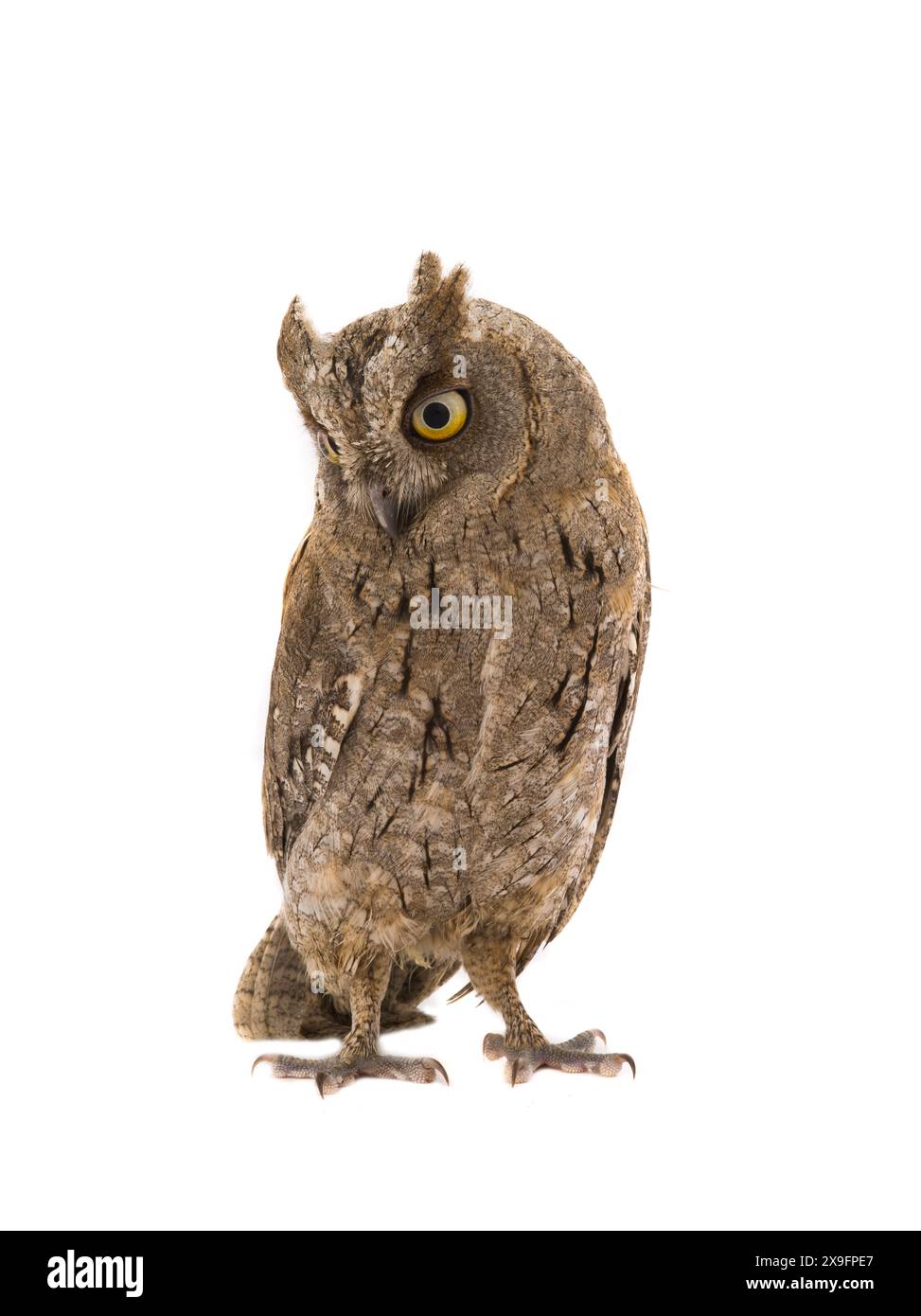 European scops owl on white background Stock Photo - Alamy