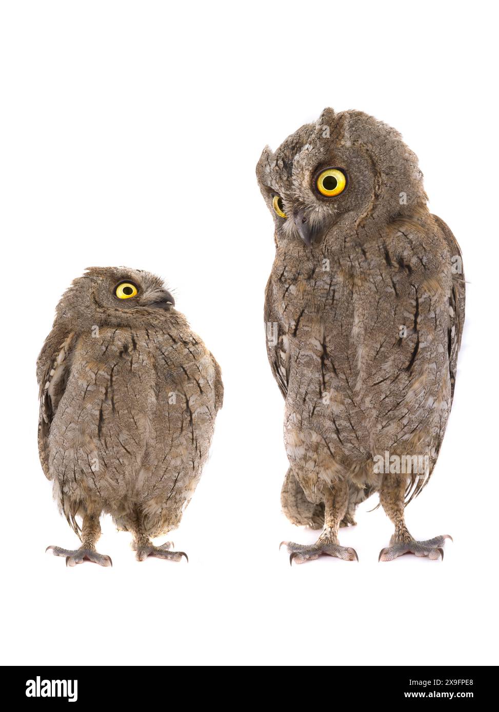 Two european scops owl on white background Stock Photo - Alamy