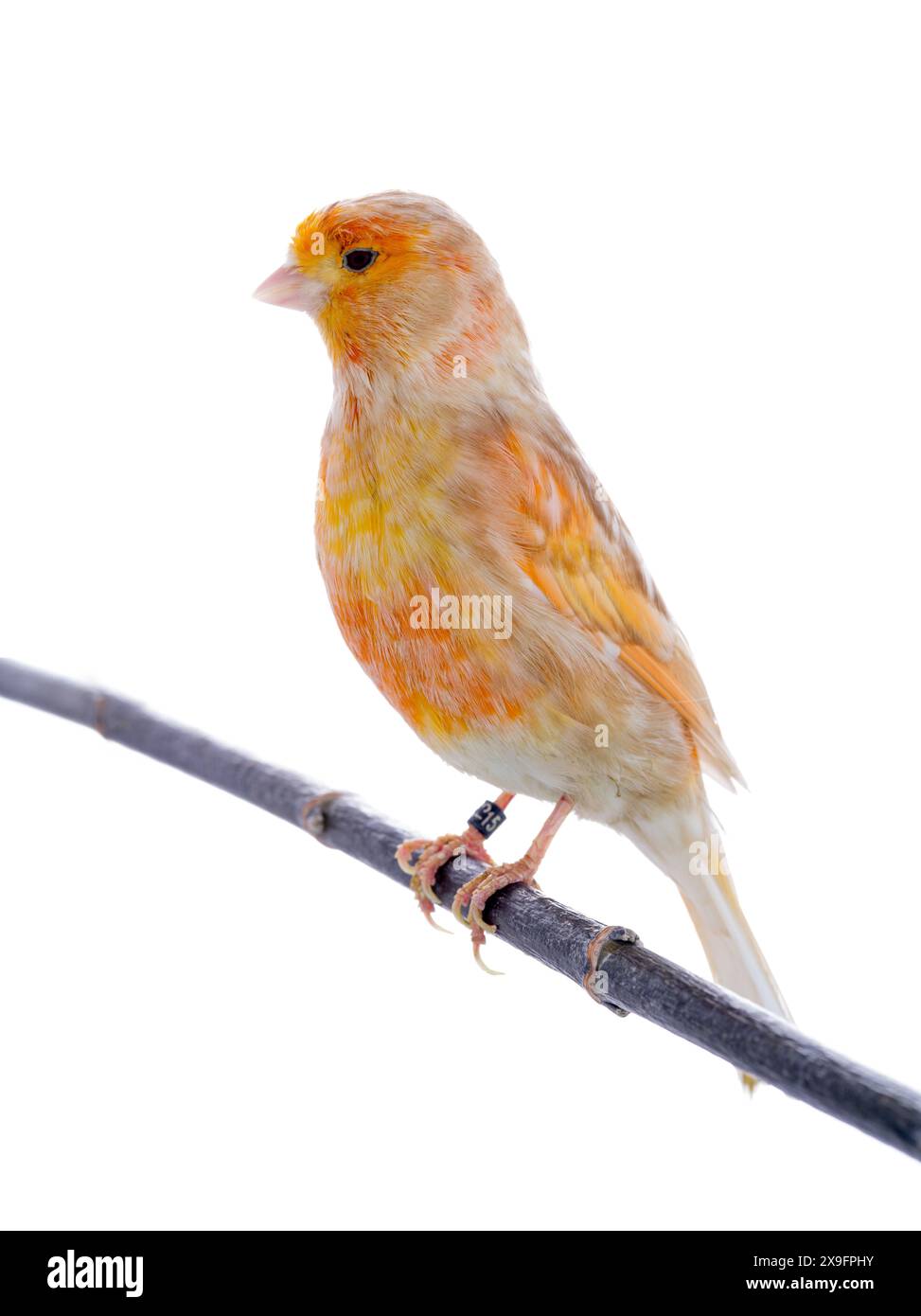 feo canary isolated on a white background Stock Photo - Alamy
