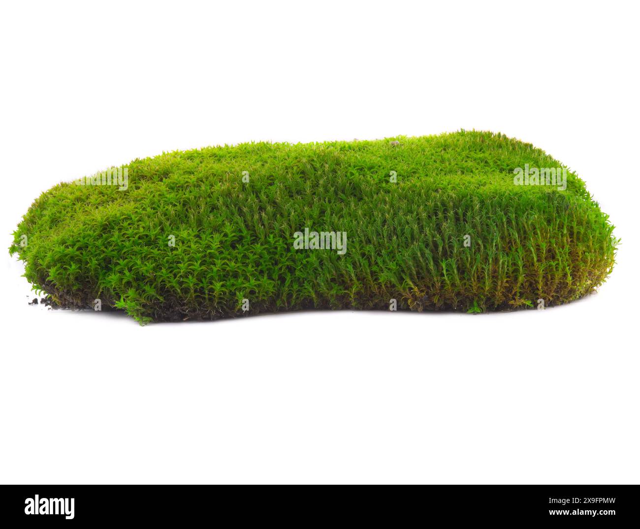 Moss wall interior design Cut Out Stock Images & Pictures - Alamy