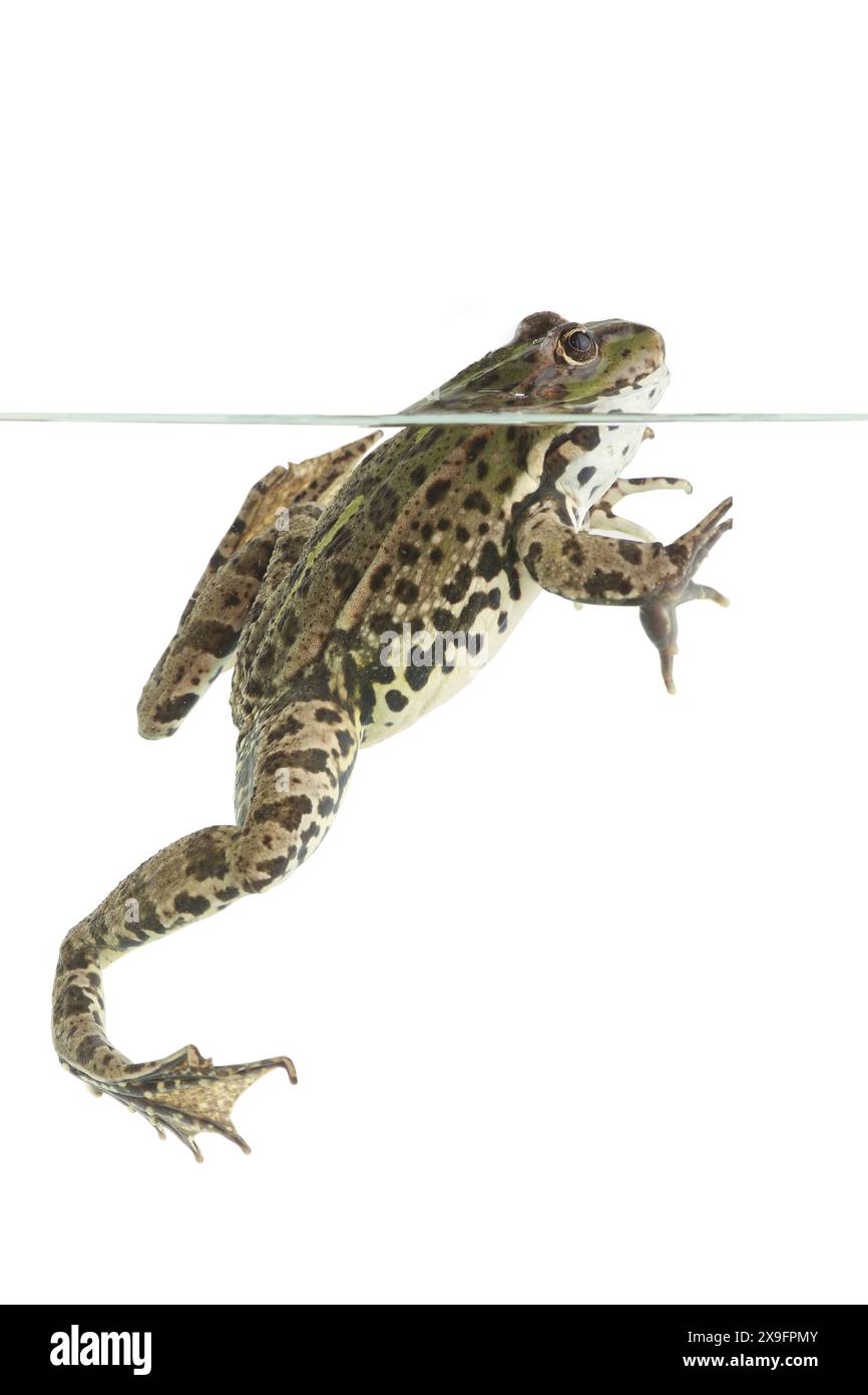 Common water frog on Cut Out Stock Images & Pictures - Alamy