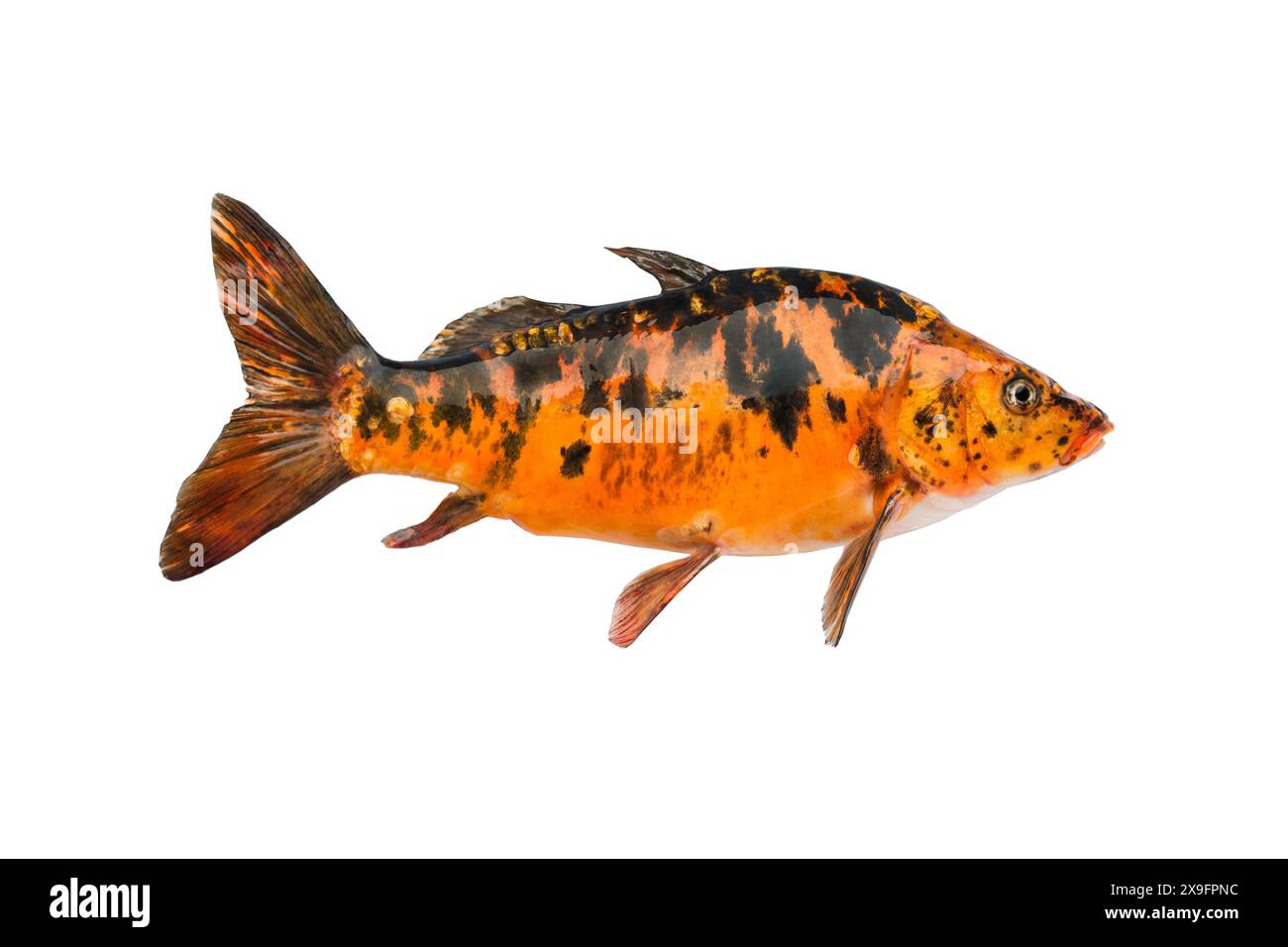 carp koi on a white background Stock Photo - Alamy