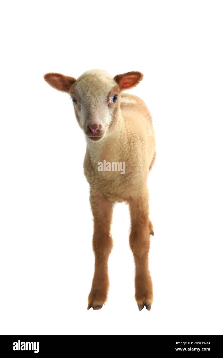 Little sheep on farm Cut Out Stock Images & Pictures - Alamy