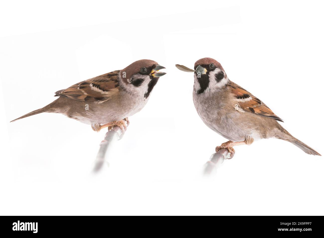 two sparrow with a feather in a beak isolated on a white background ...