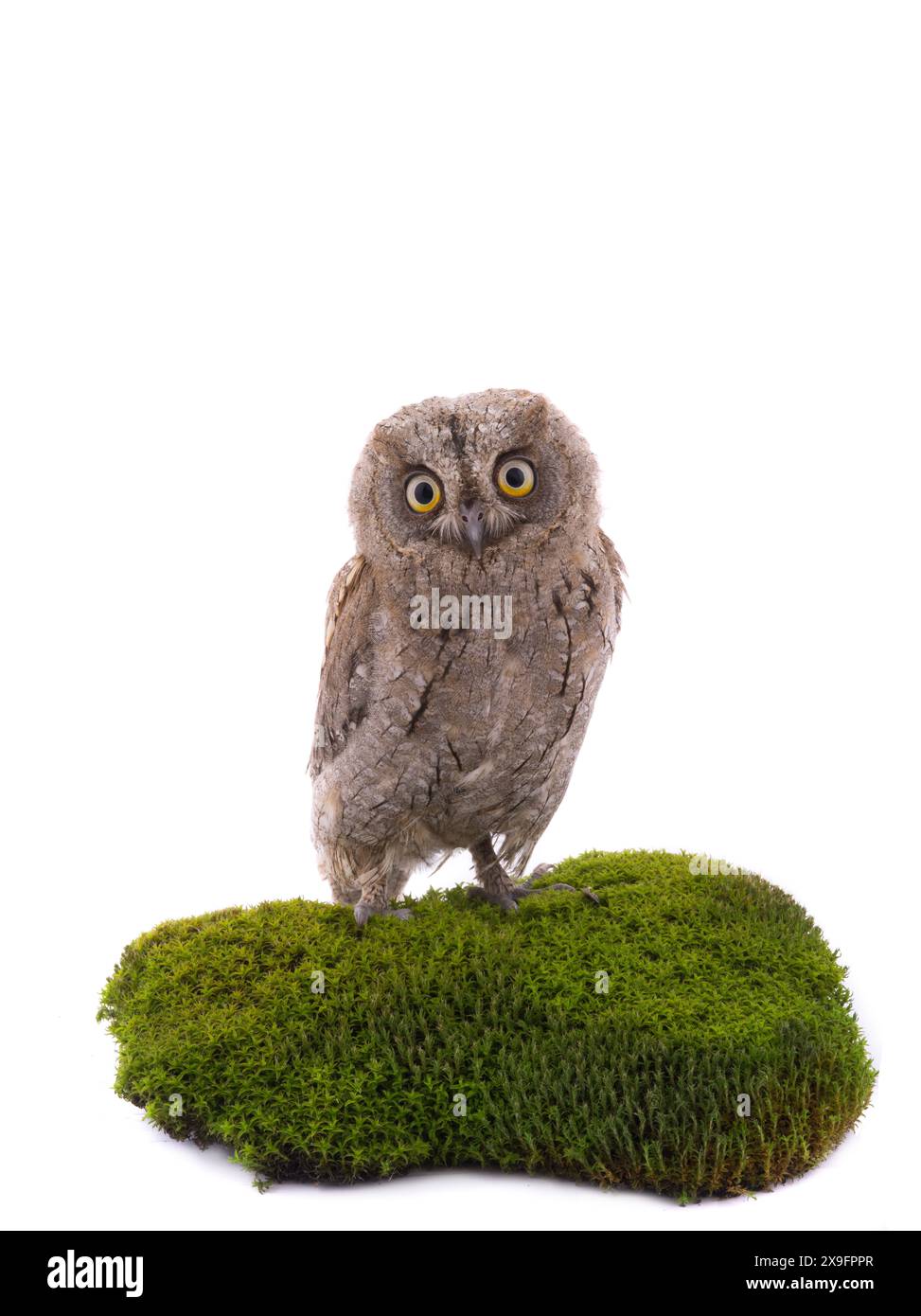 owl sitting on a moss on white background Stock Photo - Alamy