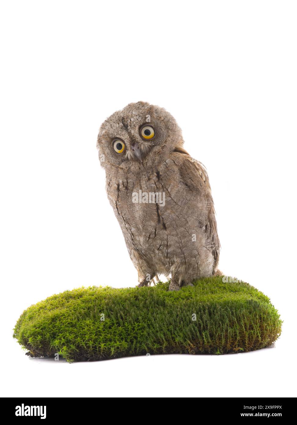 Owl green background Cut Out Stock Images & Pictures - Alamy