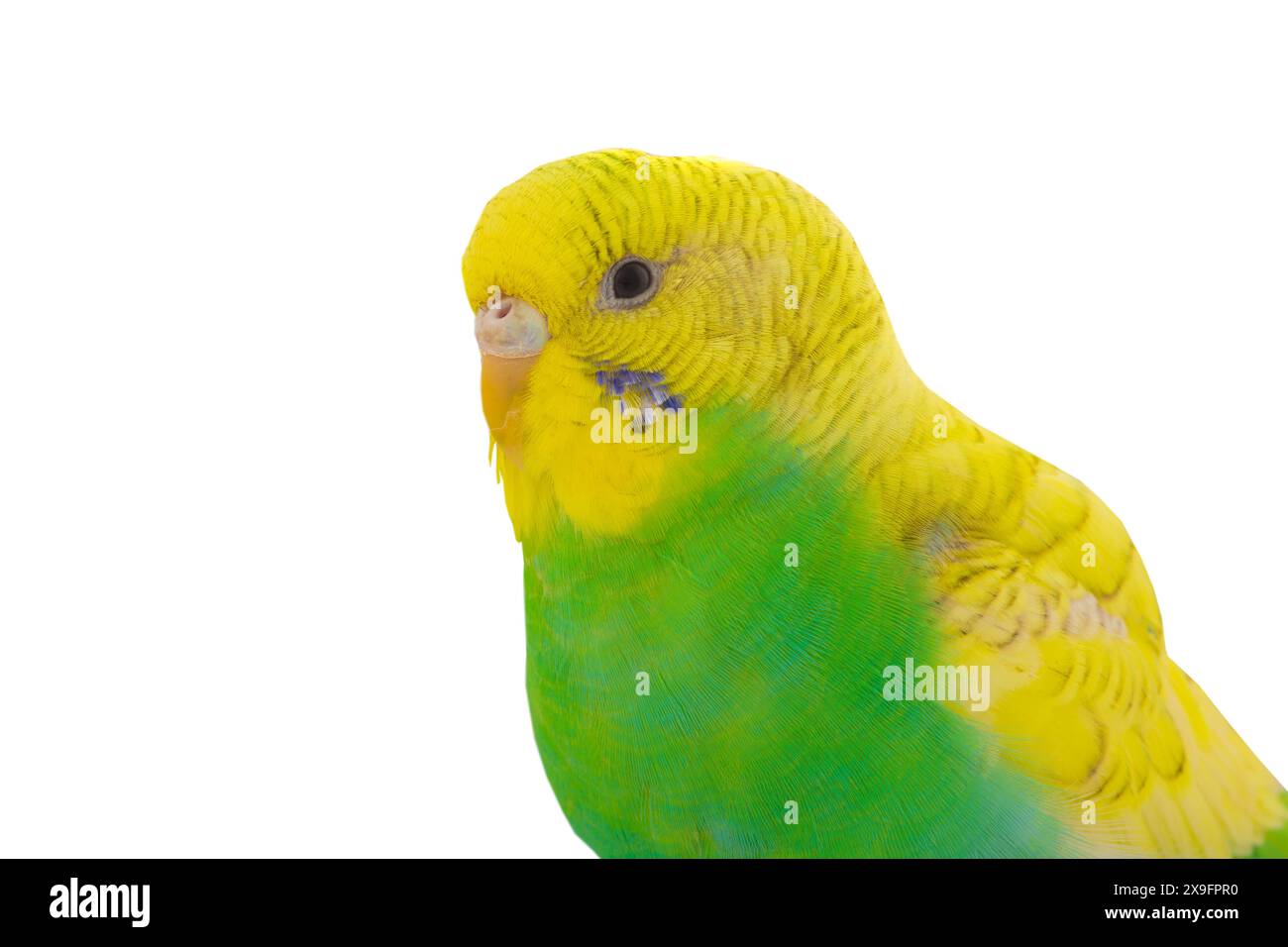 yellow budgie isolated on white background Stock Photo - Alamy