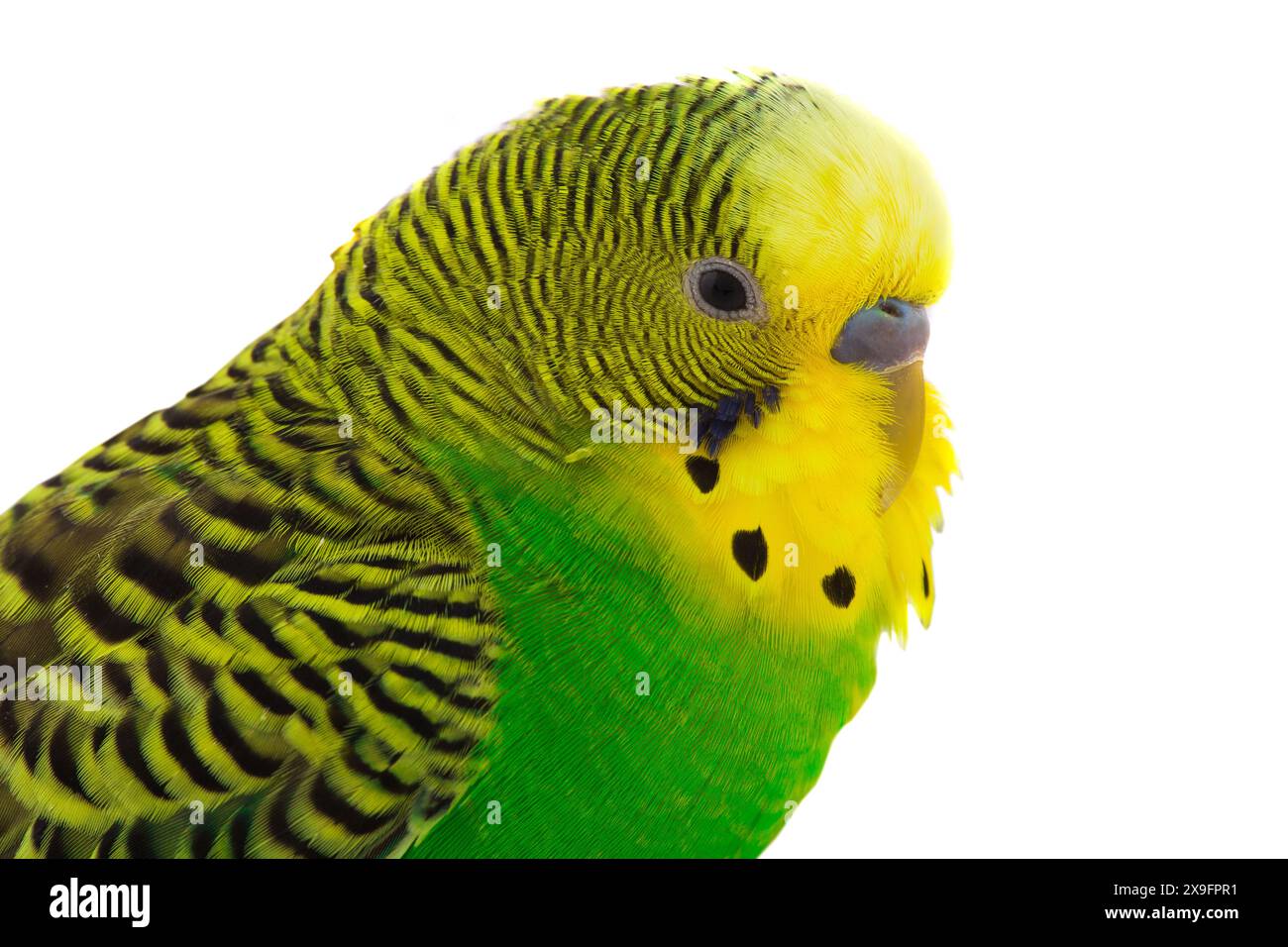 yellow budgie isolated on white background Stock Photo - Alamy