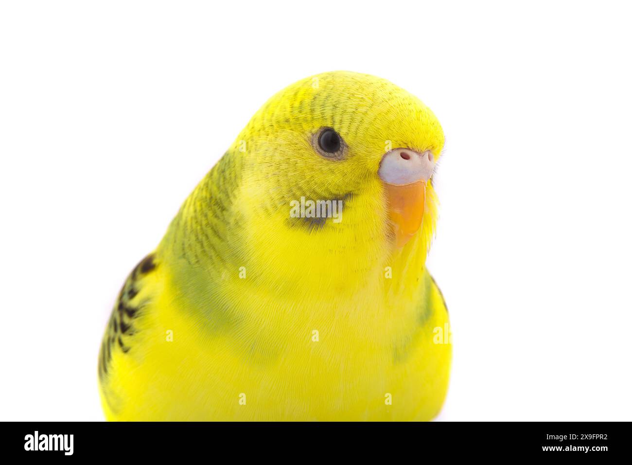 yellow budgie isolated on white background Stock Photo - Alamy
