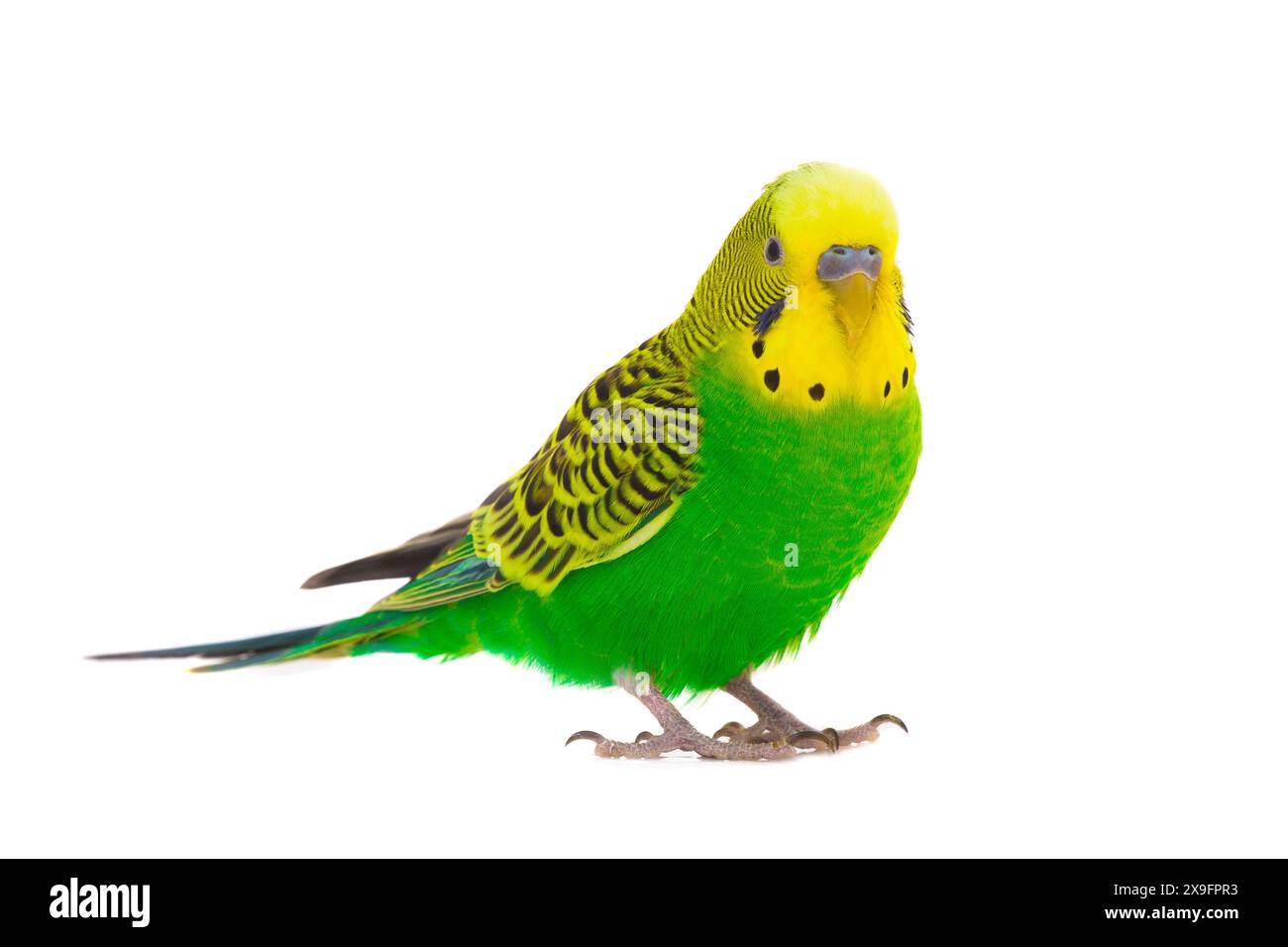 Green parrot budgie isolated on hi-res stock photography and images - Alamy