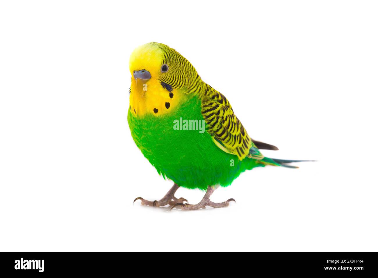 green budgie isolated on white background Stock Photo - Alamy